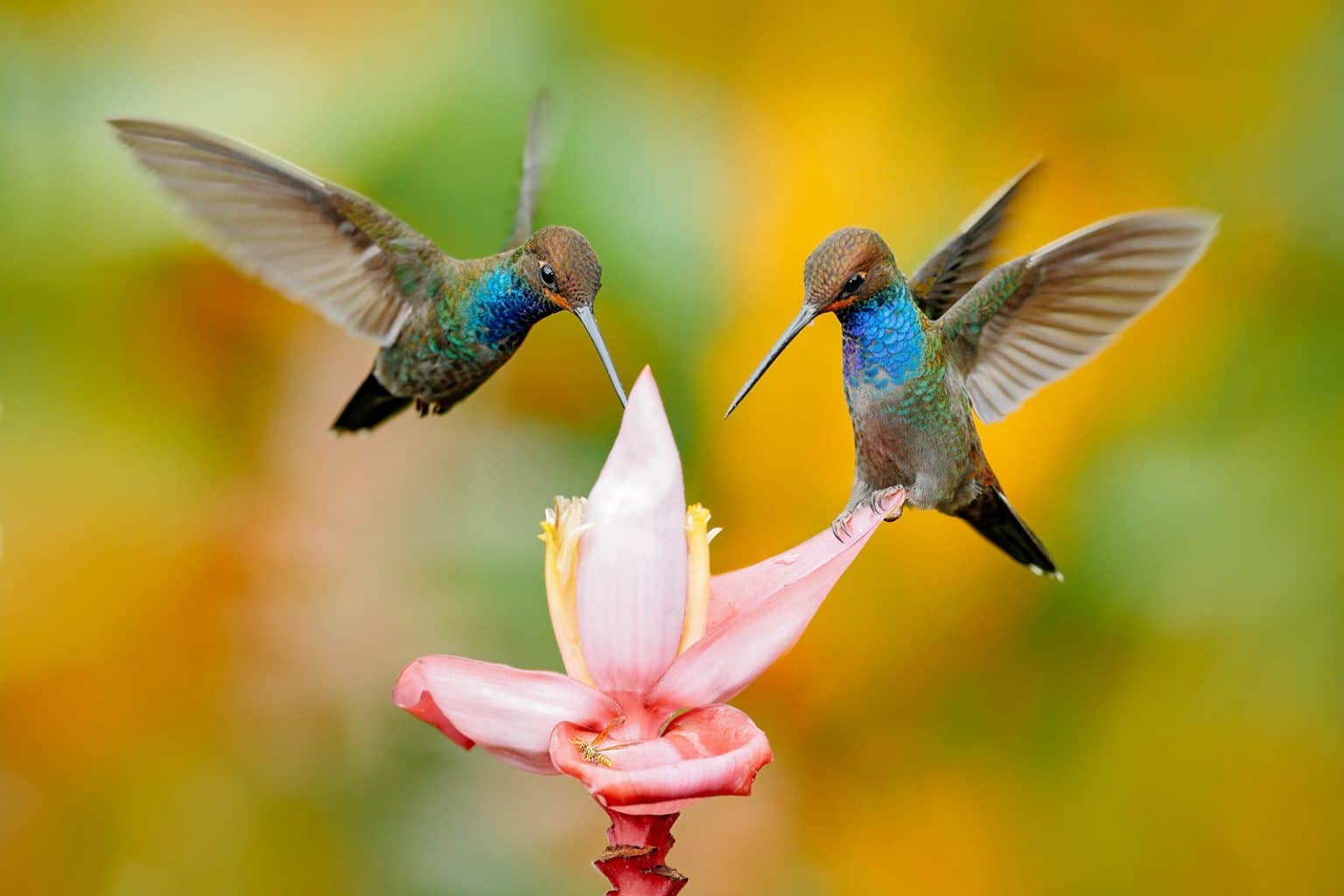 Simply Perfect Hummingbird Food Recipe: Why You Should Always Make Your ...