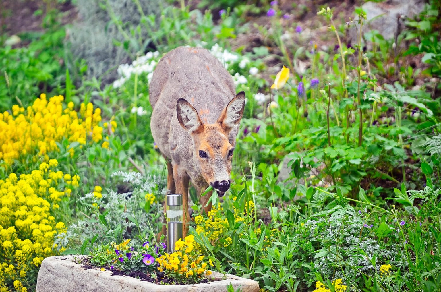 5 Very Effective and Humane Ways to Keep Deer Out of Your Garden ...