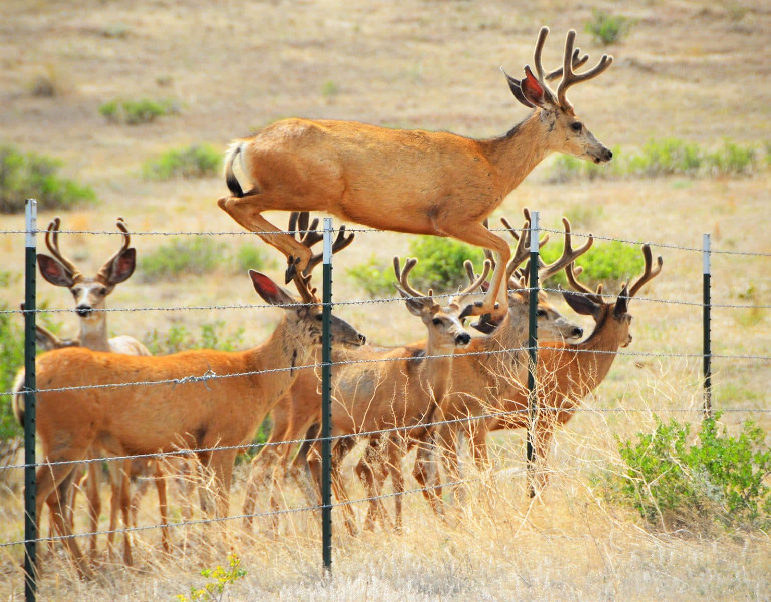 5 Very Effective and Humane Ways to Keep Deer Out of Your Garden ...