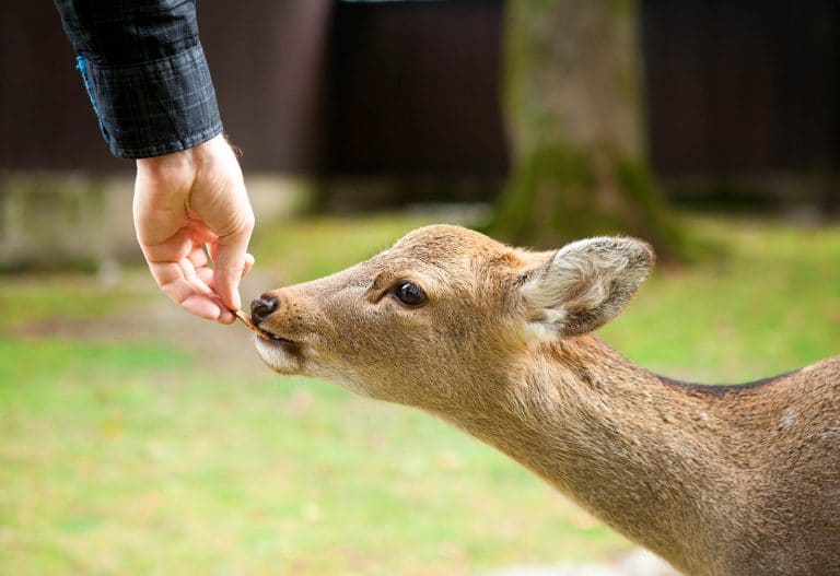 5 Very Effective and Humane Ways to Keep Deer Out of Your Garden ...