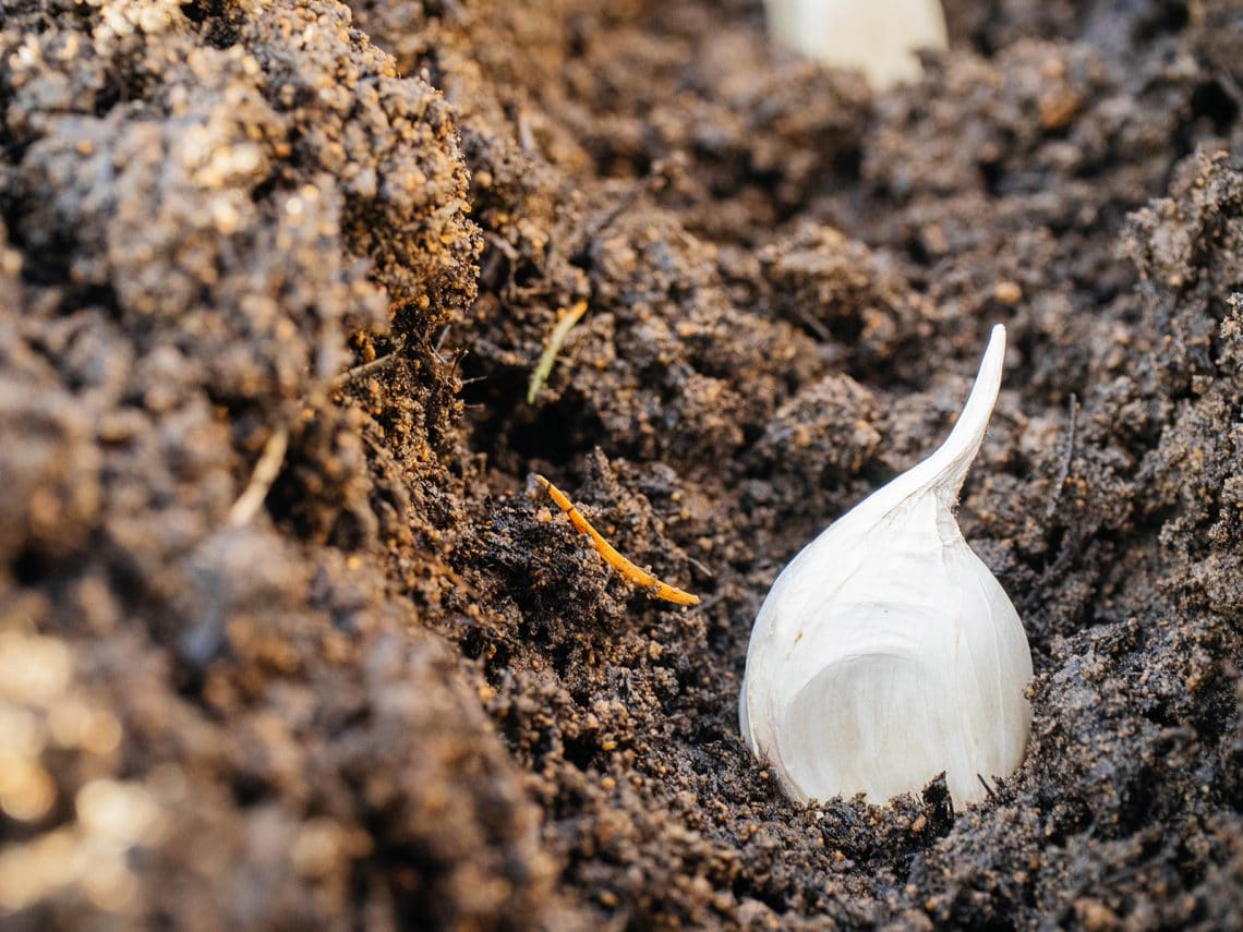How I Grow Garlic For Big Yields Every Year - Garden Betty