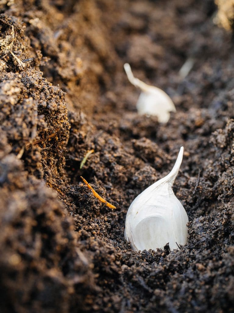How I Grow Garlic For Big Yields Every Year - Garden Betty