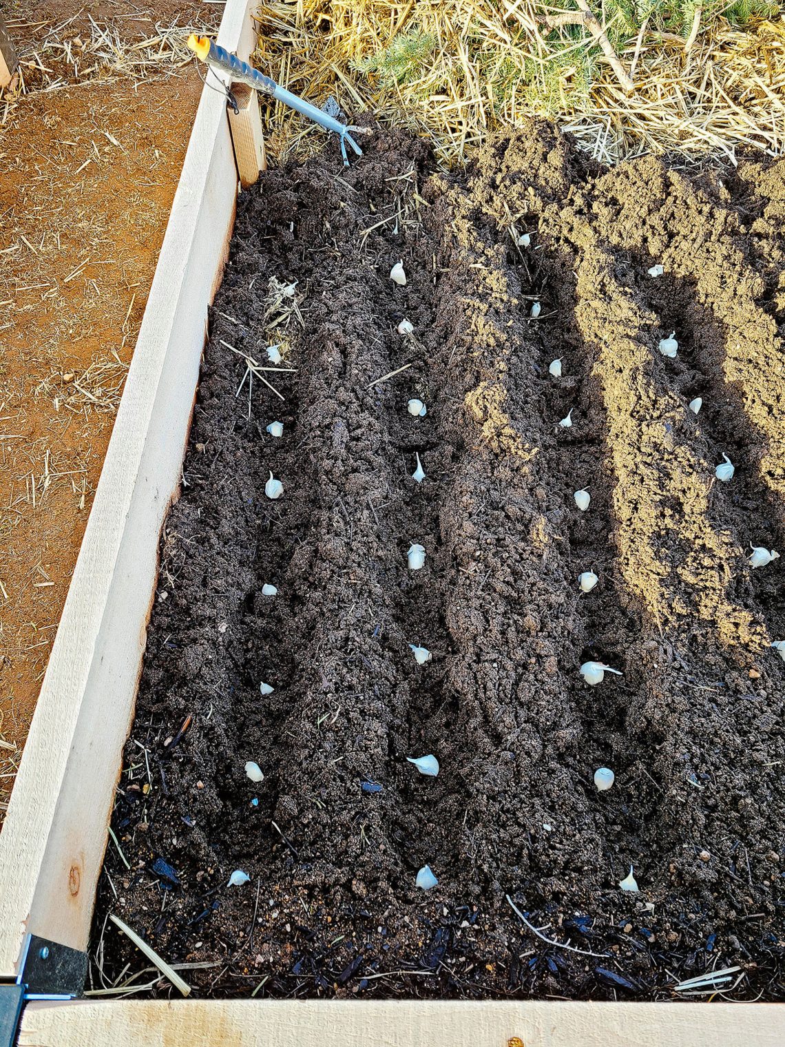 How I Grow Garlic For Big Yields Every Year - Garden Betty