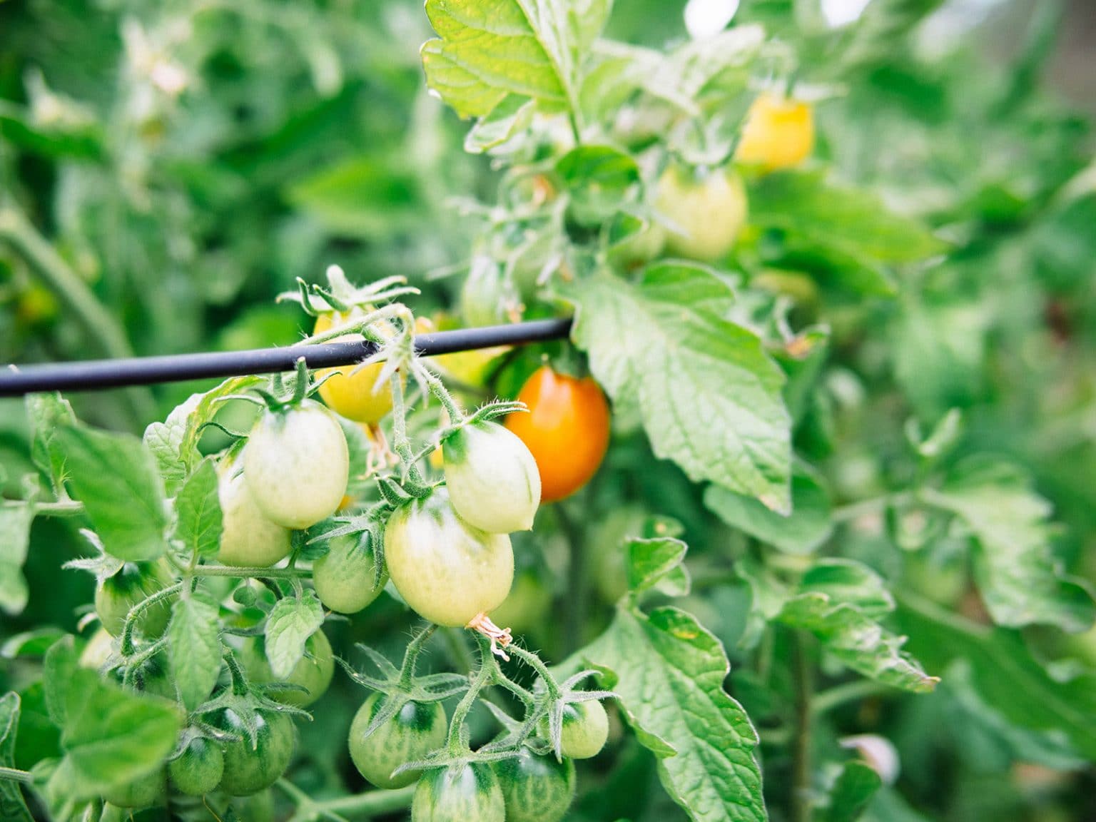 4 Fastest Ways to Ripen Tomatoes in the Garden – Garden Betty