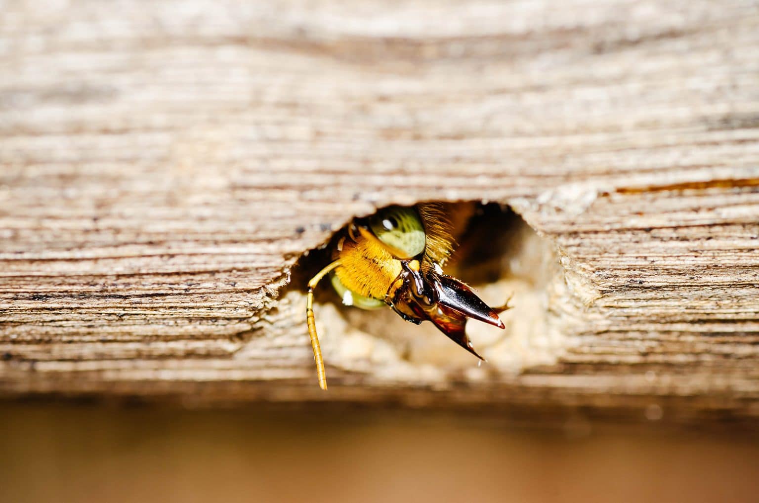 How to Stop Carpenter Bees: 6 Simple Tricks That Work (Without Poison ...