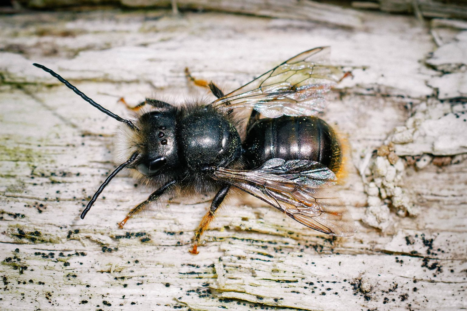 Easy Bee Identification: A Visual Guide to 16 Types of Bees In Your ...