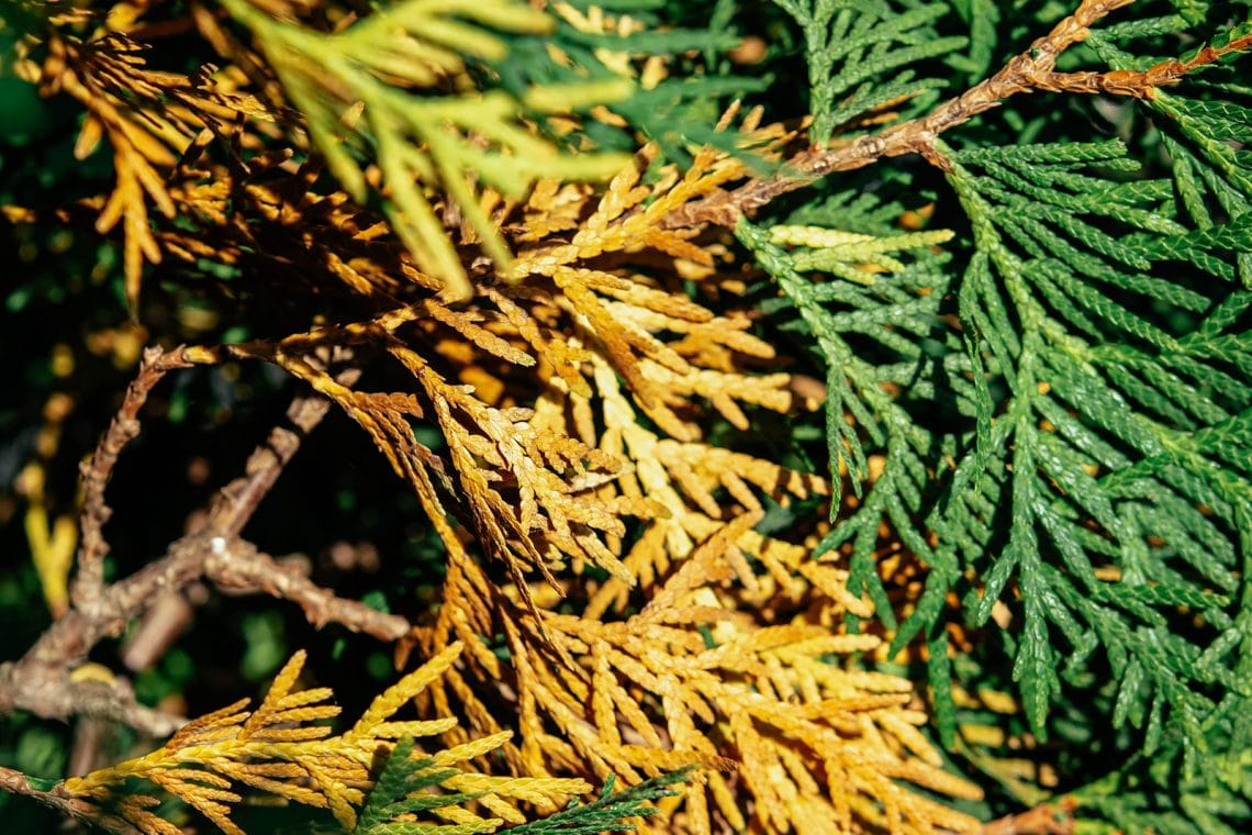 Why Your Evergreen Conifer Trees Still Turn Yellow or Brown in Fall ...