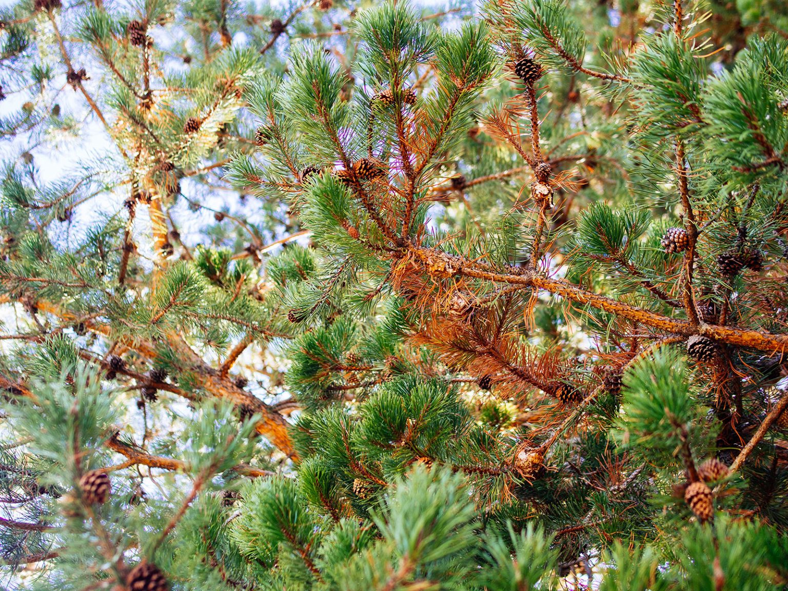 Why Your Evergreen Conifer Trees Still Turn Yellow or Brown in Fall ...