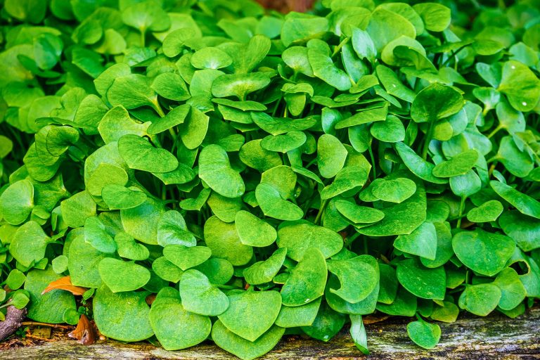 13 Vegetables For Your Winter Garden That Are More Cold-Hardy Than Kale ...