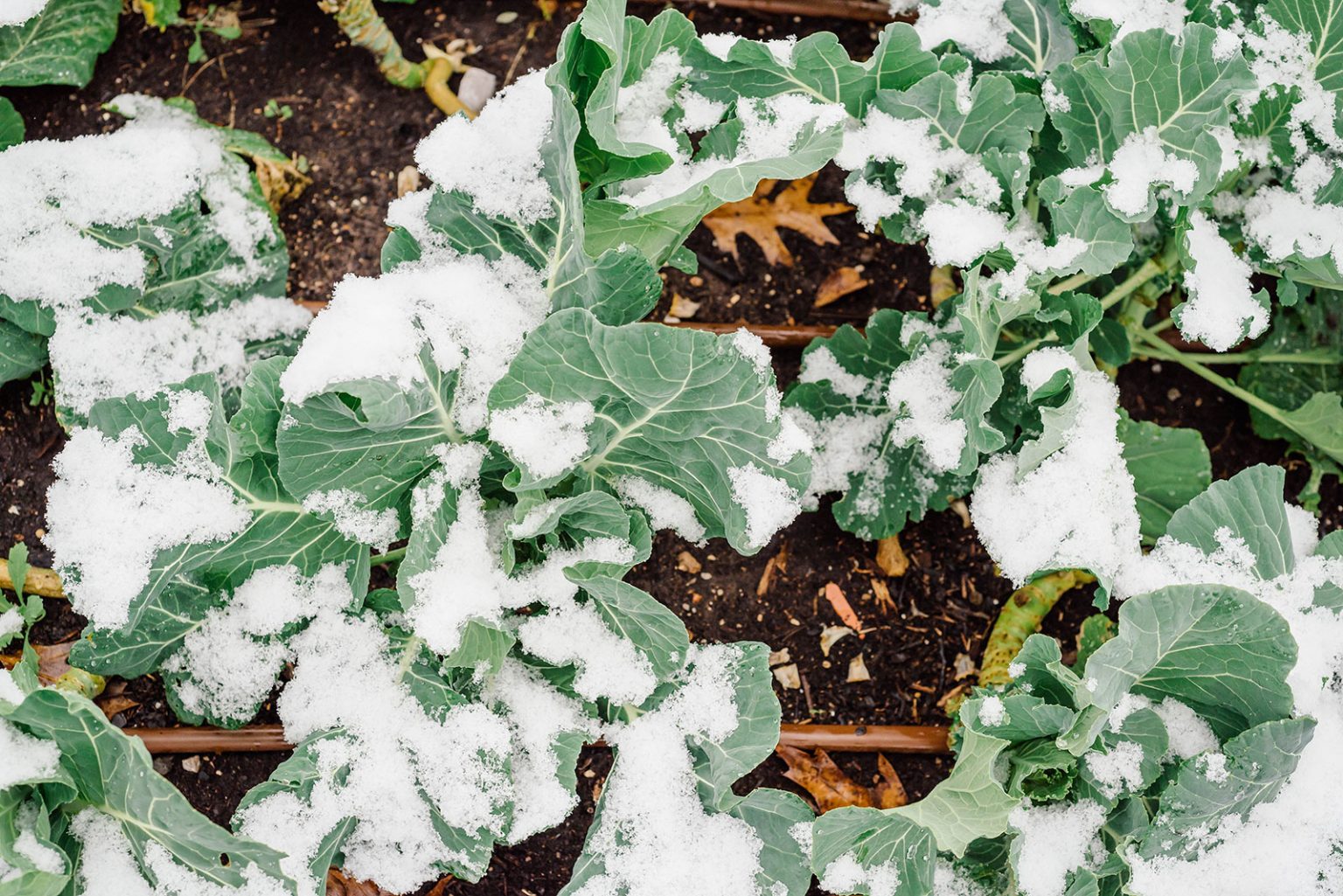 13 Vegetables For Your Winter Garden That Are More Cold-Hardy Than Kale ...