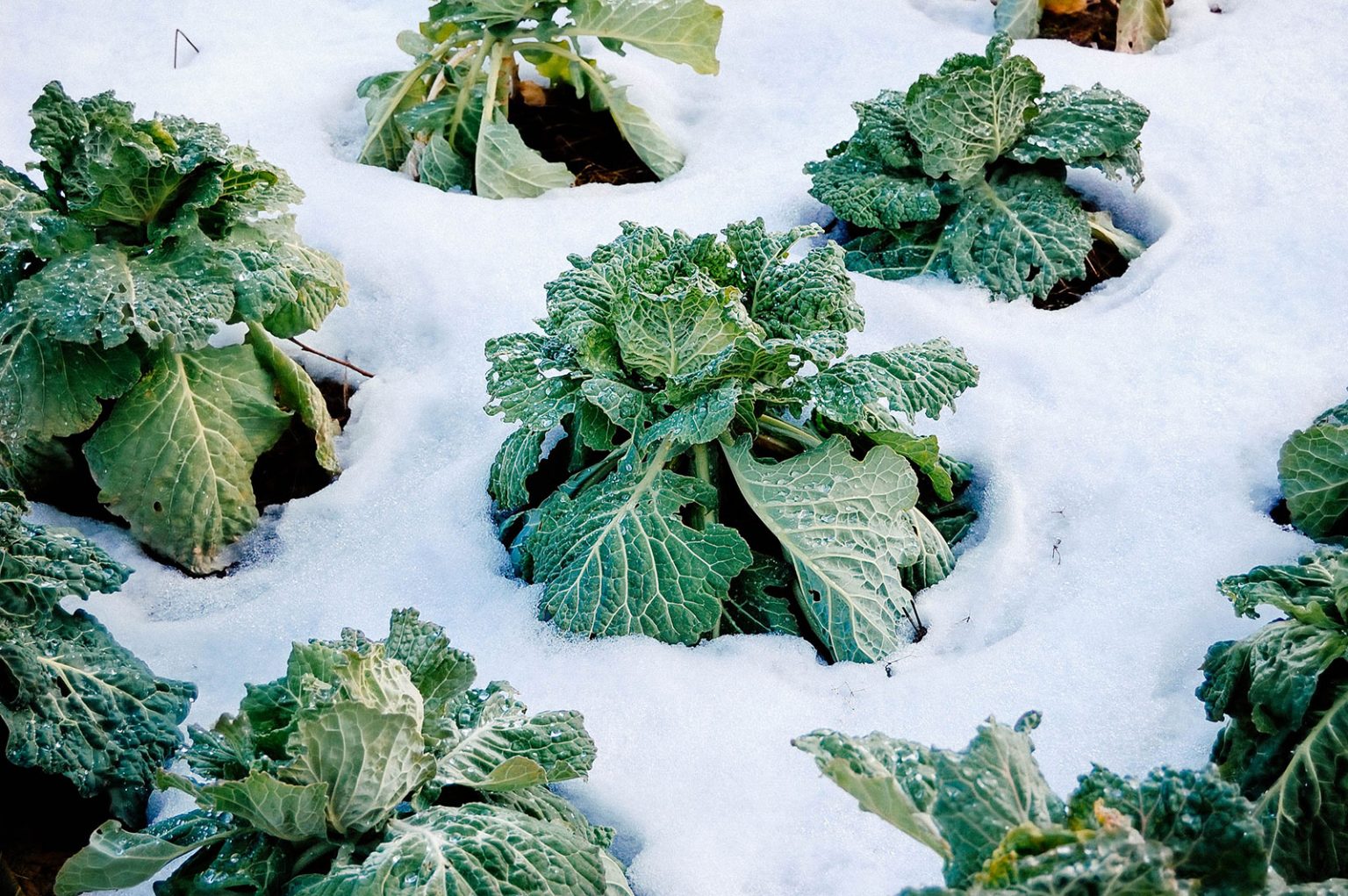 13 Vegetables For Your Winter Garden That Are More Cold-Hardy Than Kale ...