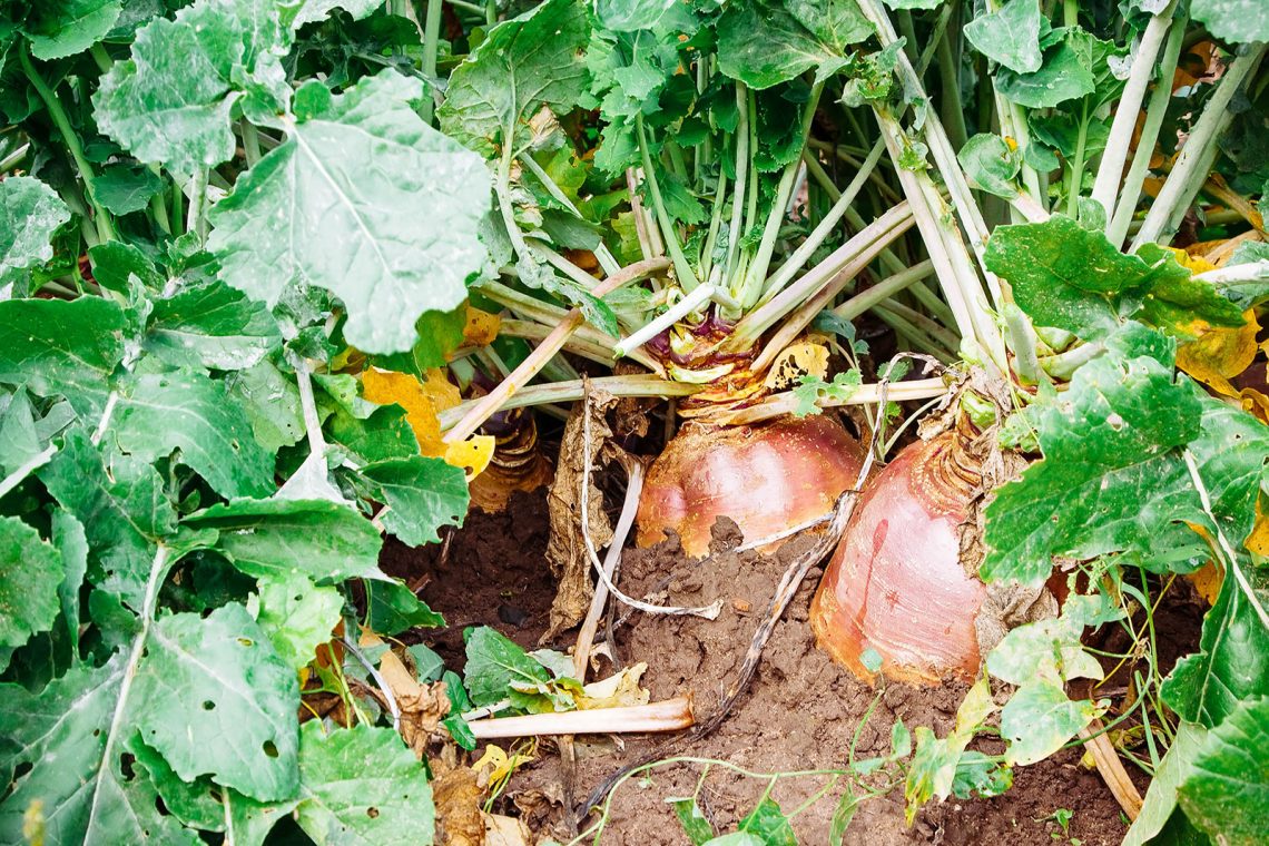 13 Vegetables For Your Winter Garden That Are More Cold-Hardy Than Kale ...