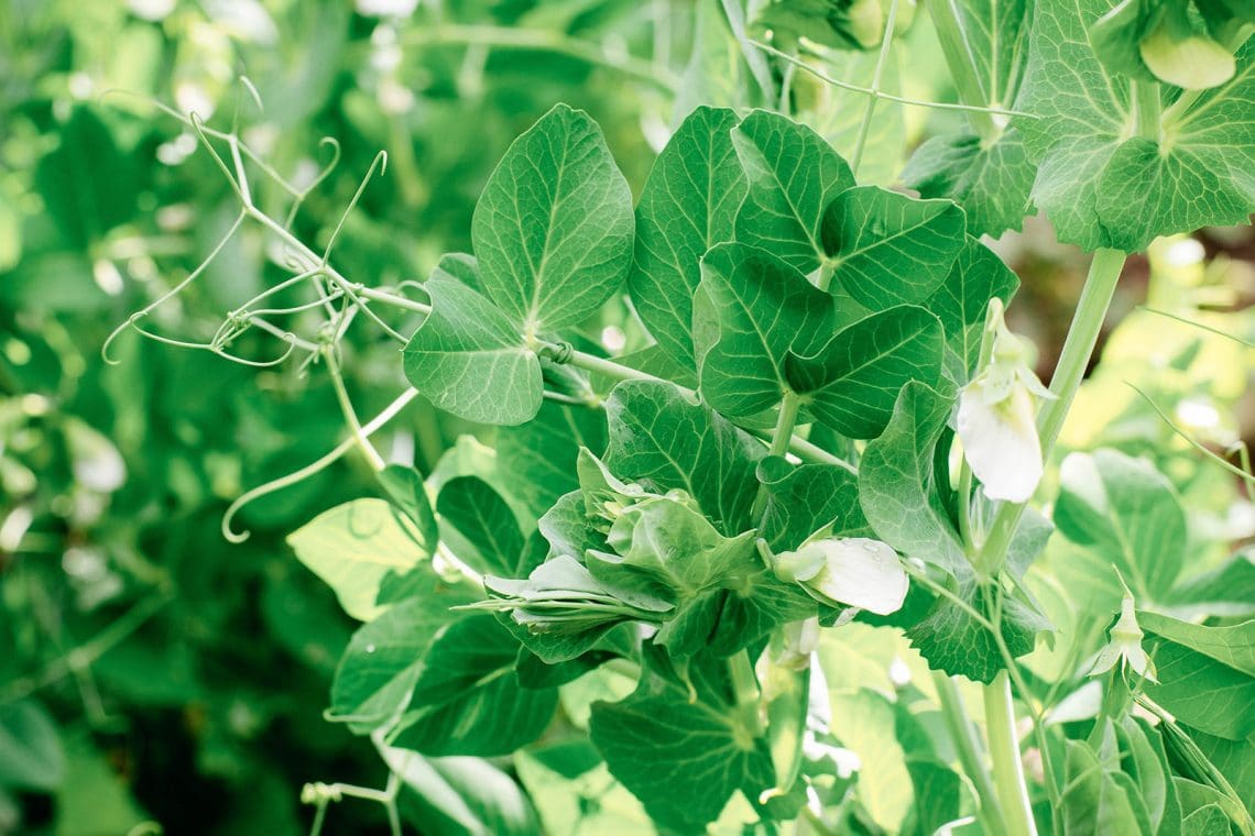 13 Vegetables For Your Winter Garden That Are More Cold-Hardy Than Kale ...