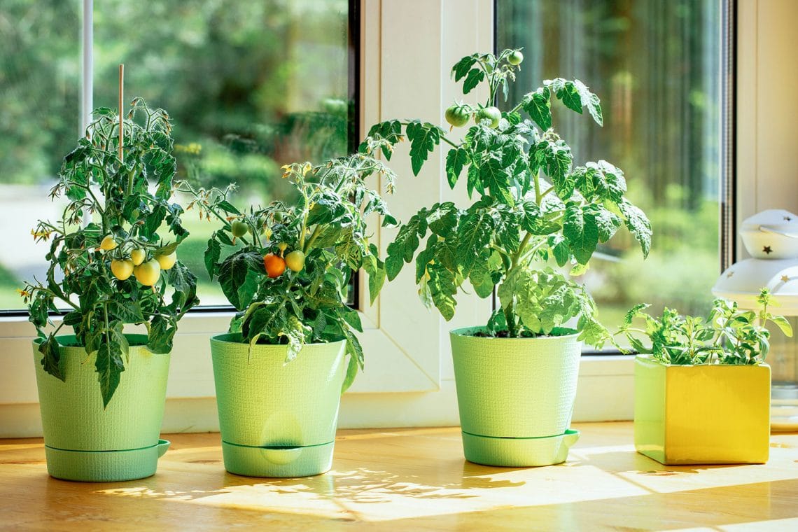 10 Easiest Vegetables To Grow Indoors Year Round No Grow Lights Needed