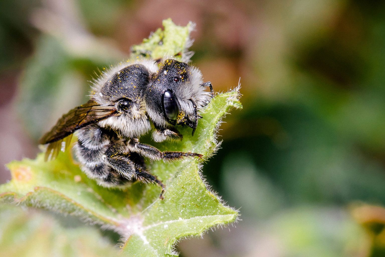 Easy Bee Identification: A Visual Guide to 16 Types of Bees In Your ...