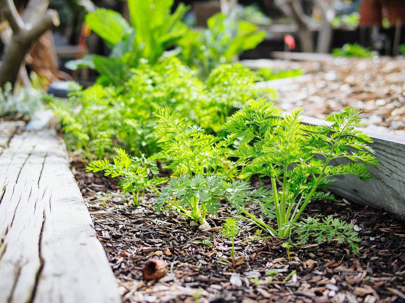 Plant Spacing Made Easy: How to Plant Intensively in a Raised Bed ...