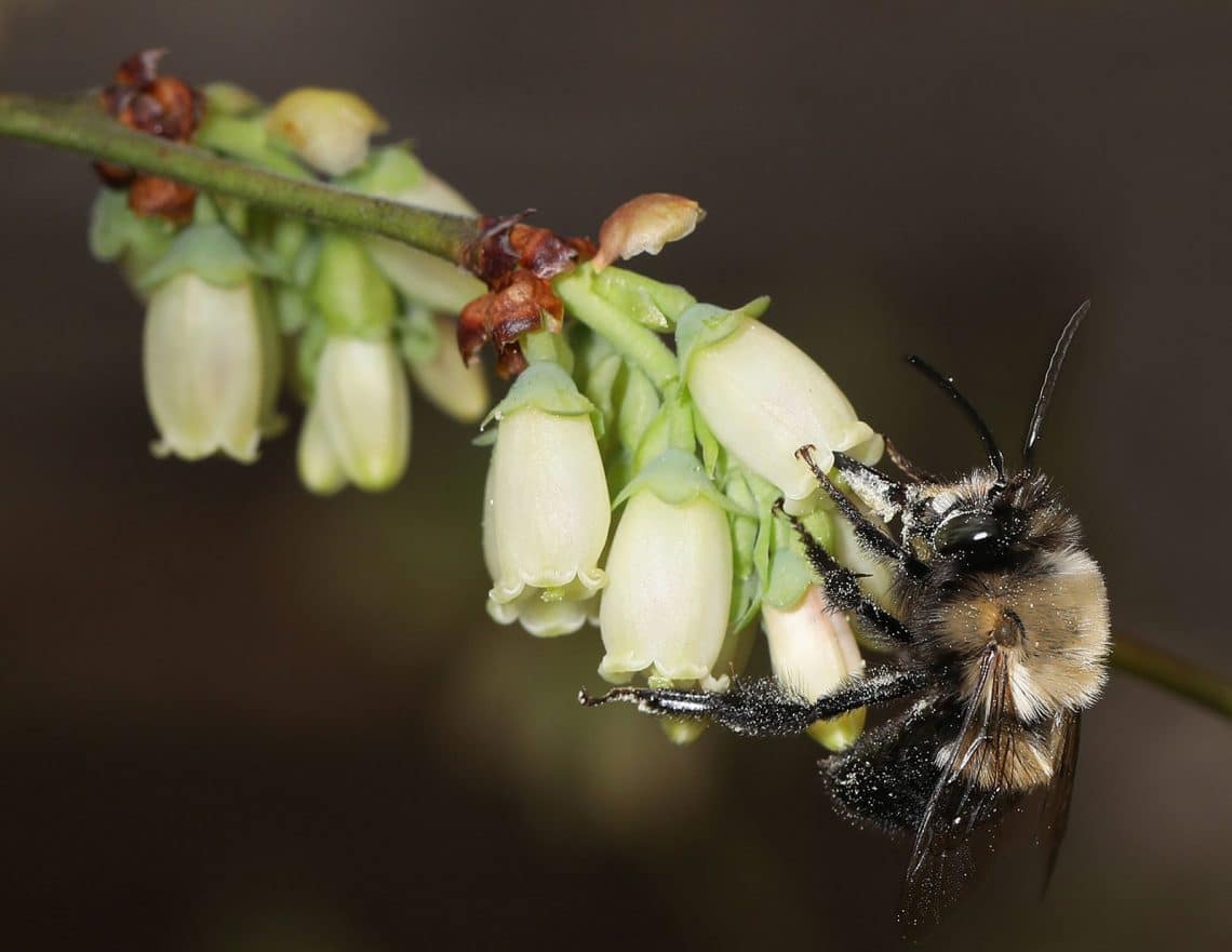 Easy Bee Identification: A Visual Guide to 16 Types of Bees In Your ...