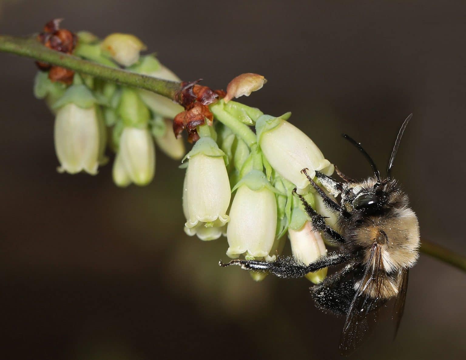 Easy Bee Identification: A Visual Guide to 16 Types of Bees In Your ...