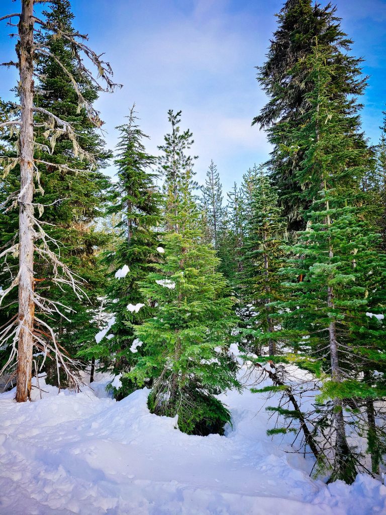 Locals' Secret: Where to Cut Your Own Christmas Tree in Oregon's ...