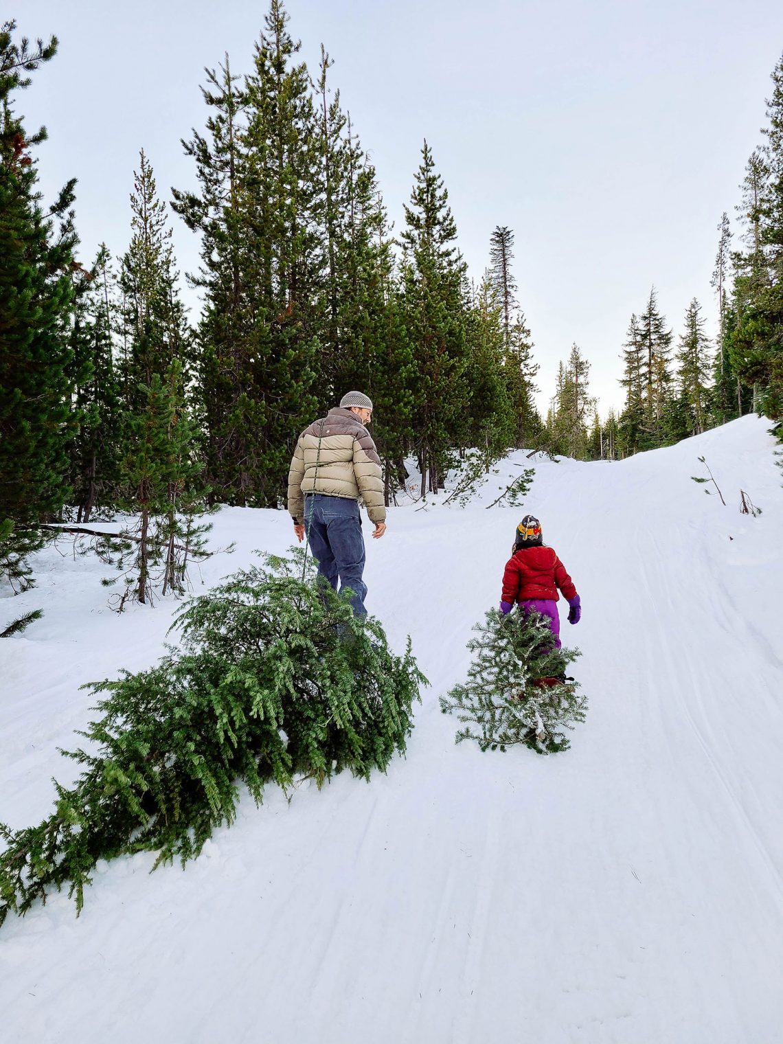 Locals' Secret: Where to Cut Your Own Christmas Tree in Oregon's ...