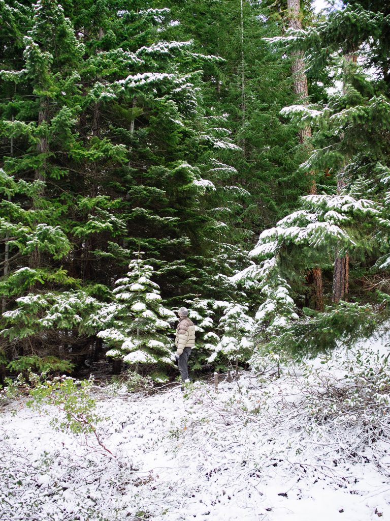 Locals' Secret: Where to Cut Your Own Christmas Tree in Oregon's ...