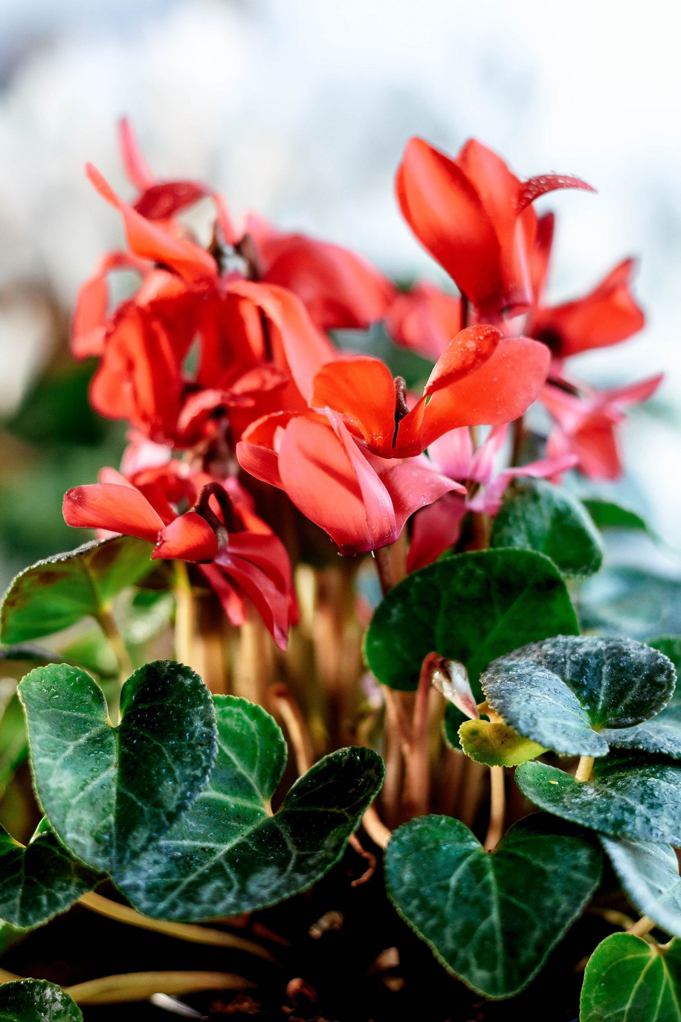 How to Care for Cyclamen—The Winter Bloomer You Can Grow Year-Round ...