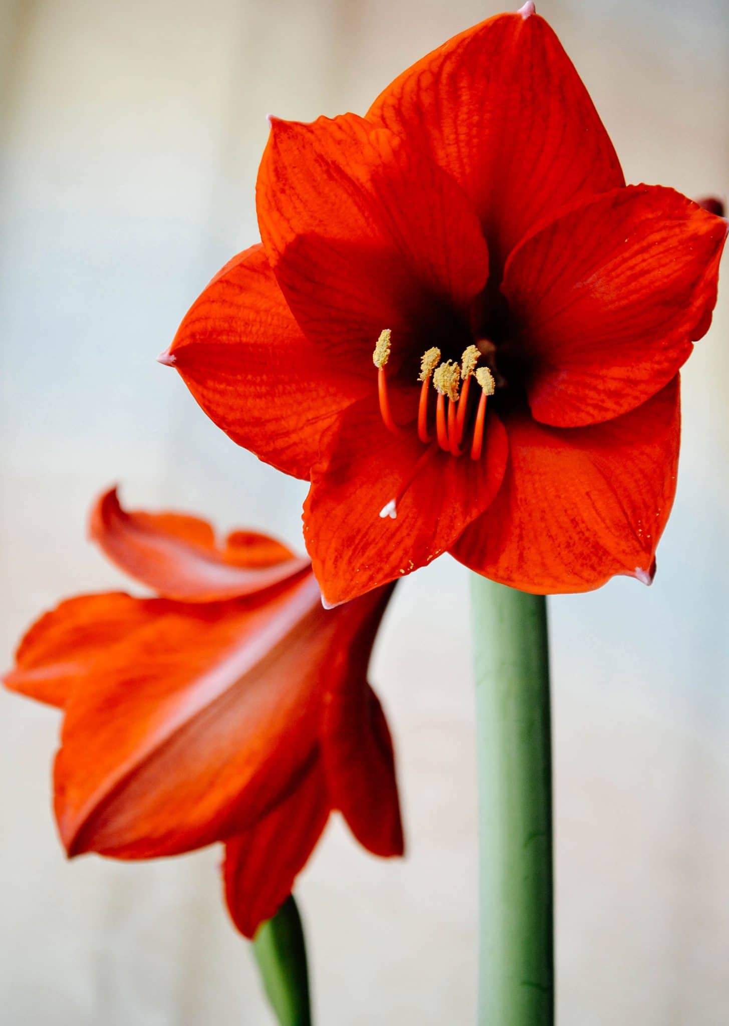 How to Grow Amazing Amaryllis and Get It to Bloom Year After Year ...