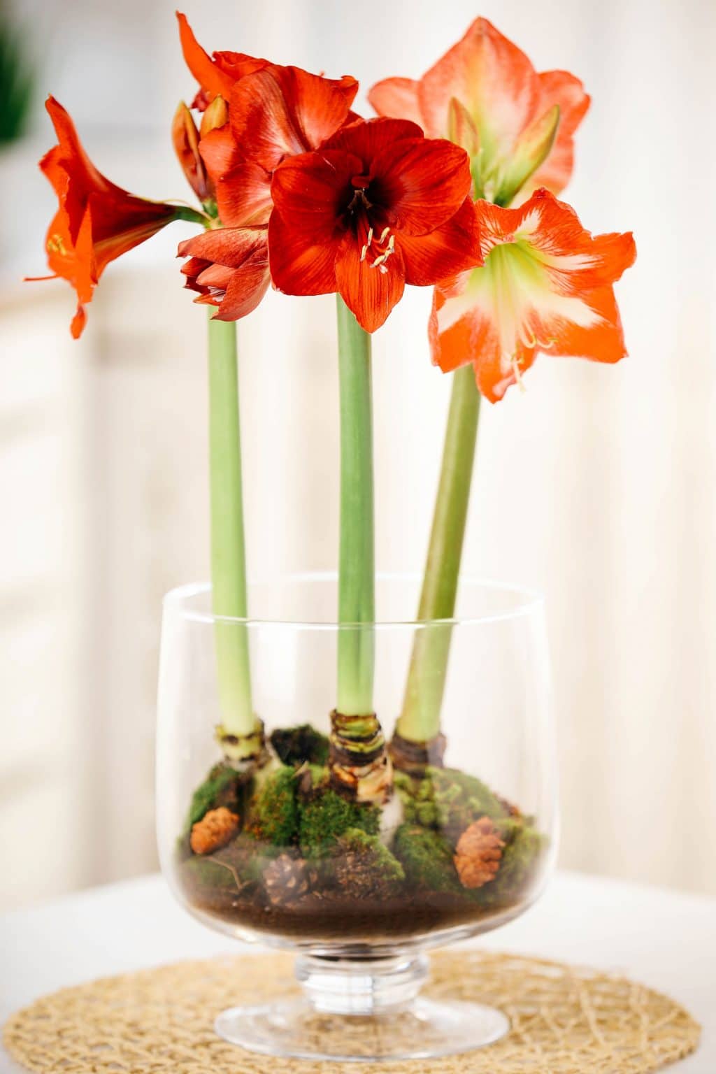 How to Grow Amazing Amaryllis and Get It to Bloom Year After Year ...