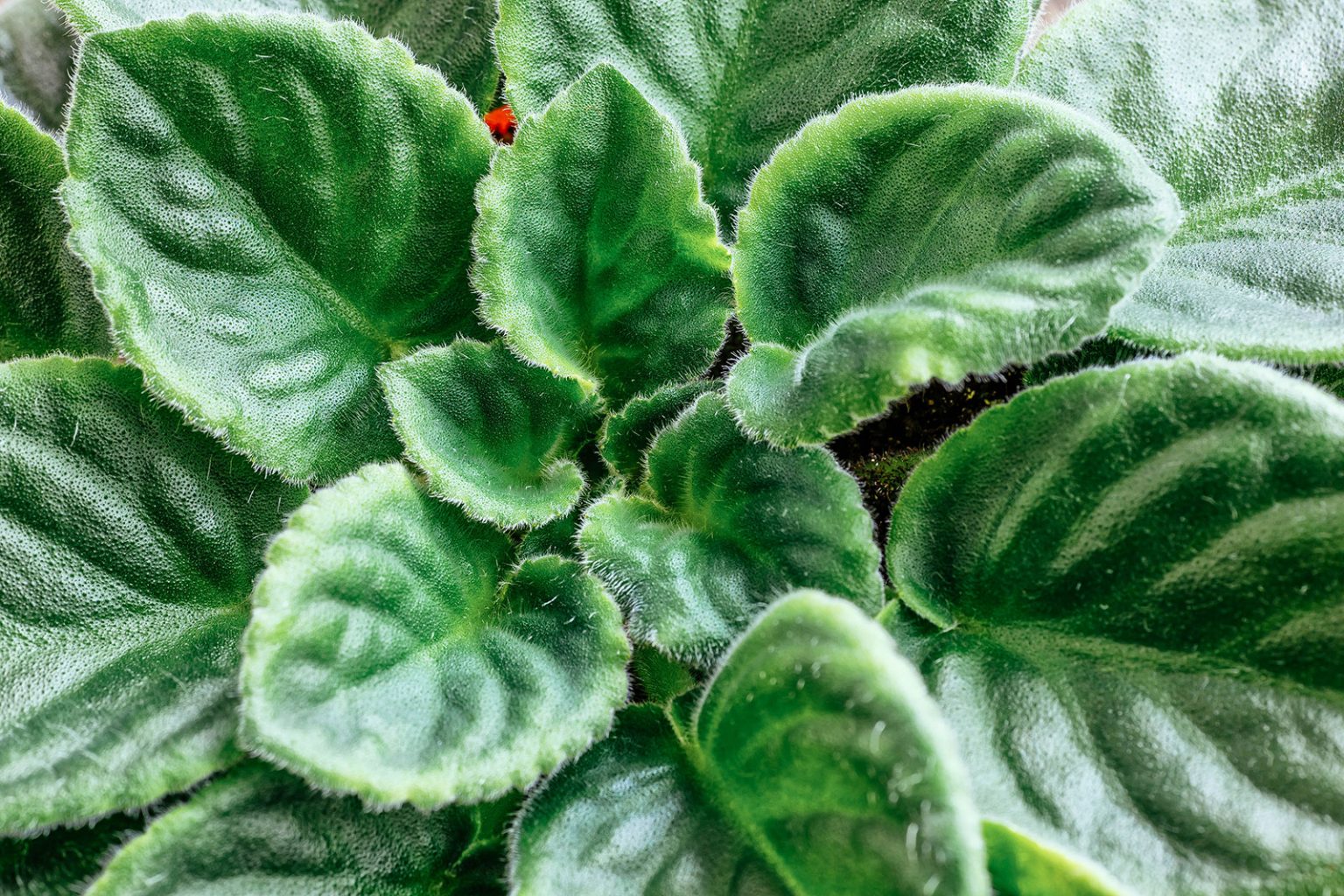 Simple Tips for Growing African Violets and Getting Them to Bloom ...