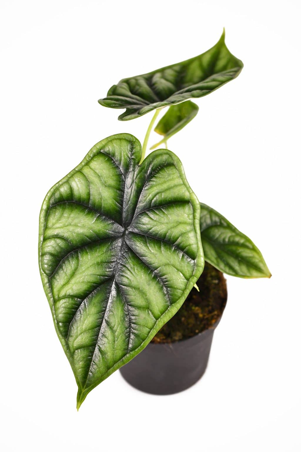 23 Gorgeous Alocasia Varieties to Grow at Home - Garden Betty