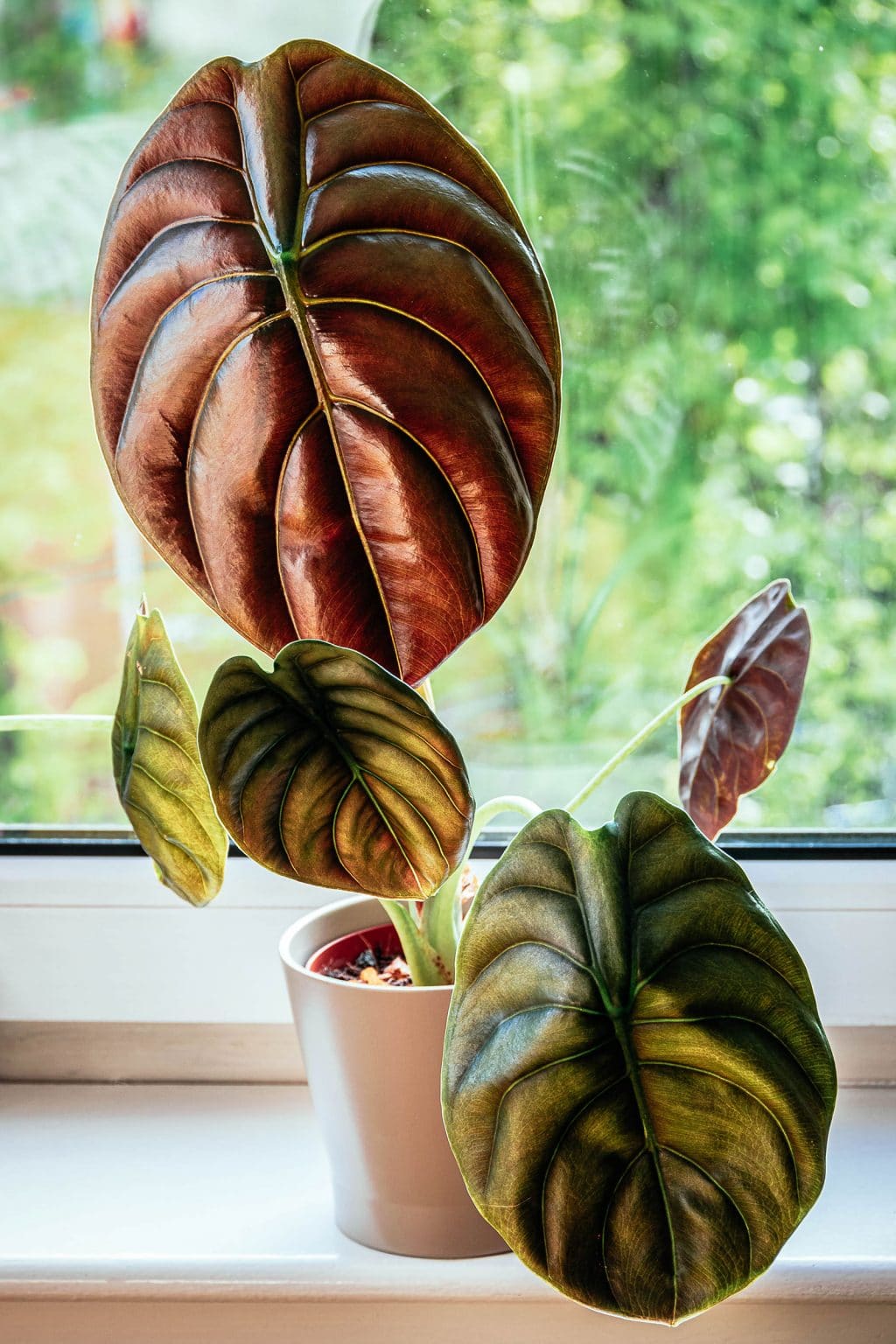 23 Gorgeous Alocasia Varieties to Grow at Home - Garden Betty
