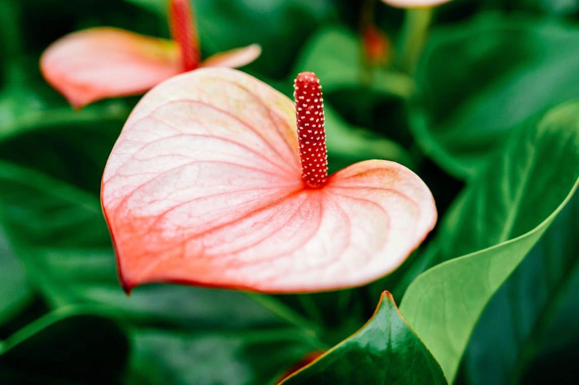 A Fuss-Free Guide to Anthurium Care (Flamingo Flower) - Garden Betty