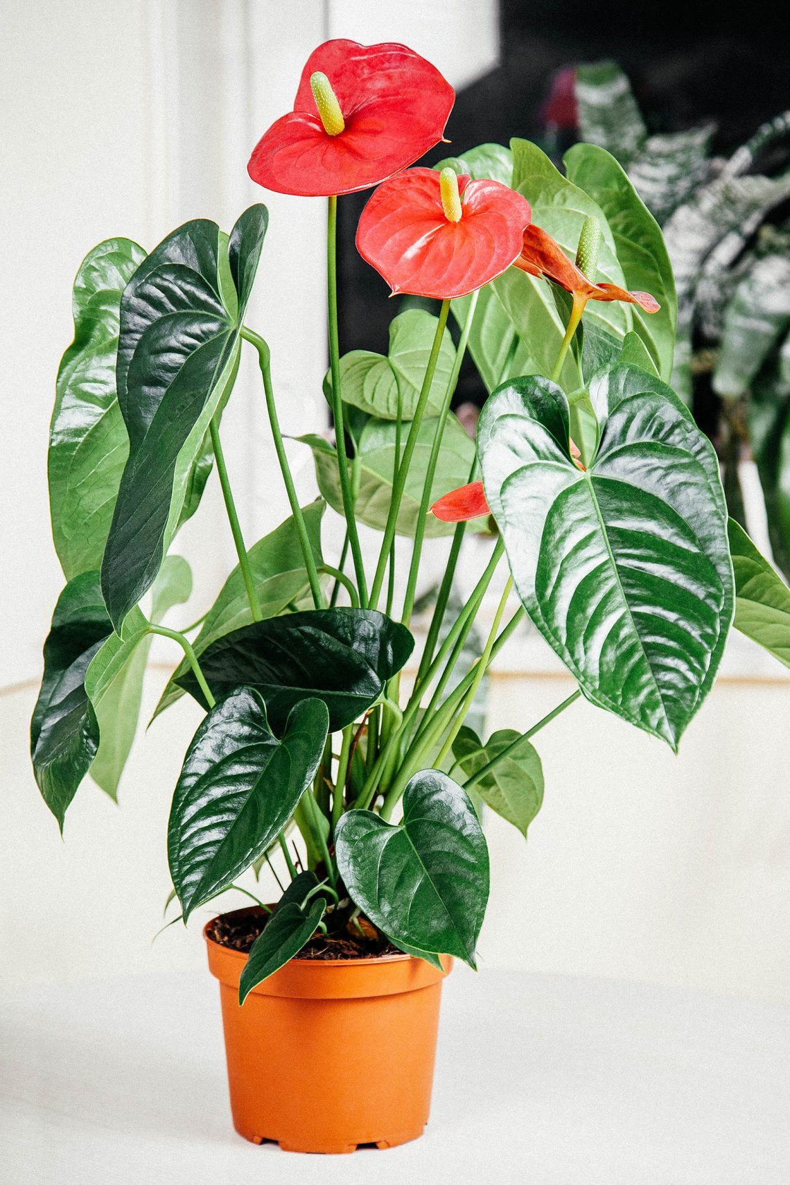 A Fuss-Free Guide to Anthurium Care (Flamingo Flower) - Garden Betty