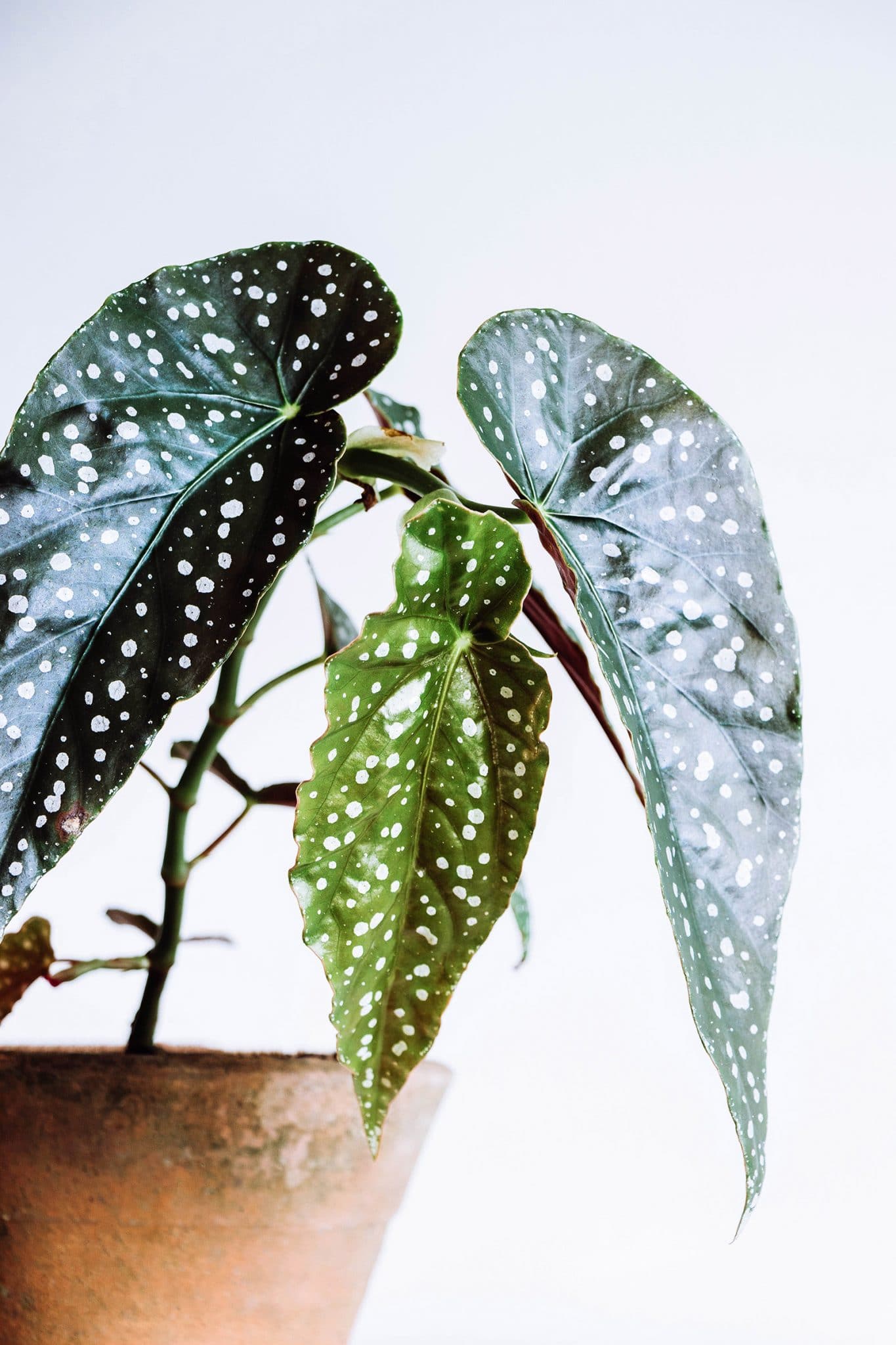 Beginner's Guide to Begonia Maculata: How to Grow Gorgeous Polka Dot ...