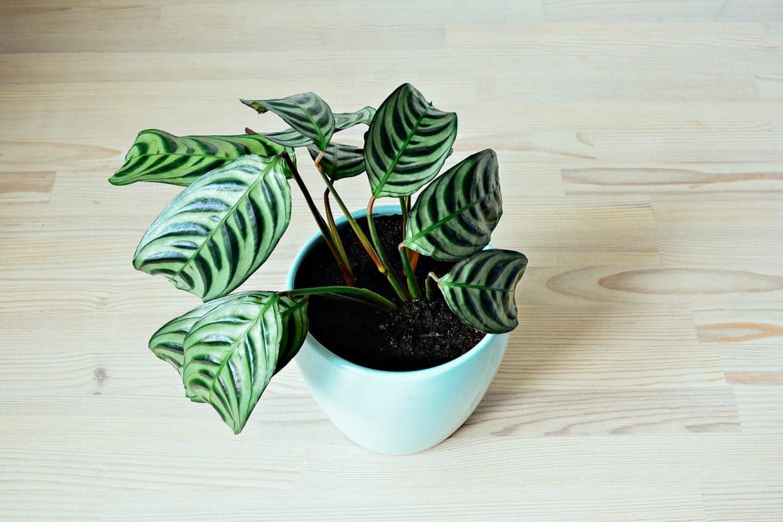 How to Keep Your Ctenanthe Alive and Thriving (Never Never Plant ...