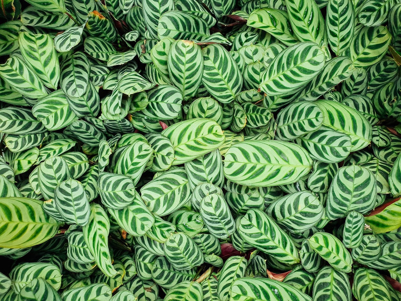 How to Keep Your Ctenanthe Alive and Thriving (Never Never Plant ...