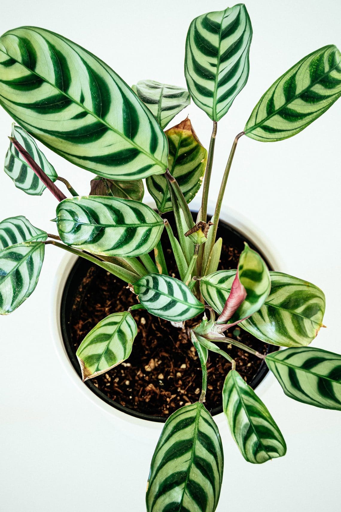 How to Keep Your Ctenanthe Alive and Thriving (Never Never Plant ...