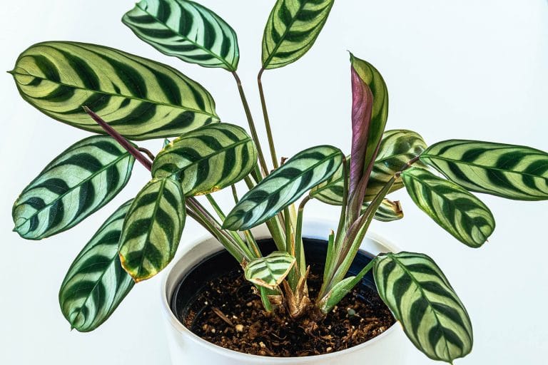 How to Keep Your Ctenanthe Alive and Thriving (Never Never Plant ...