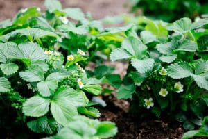 How Far Apart to Plant Strawberries for the Biggest, Juiciest Berries ...