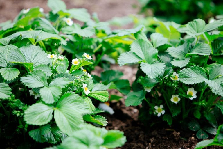 How Far Apart to Plant Strawberries for the Biggest, Juiciest Berries ...