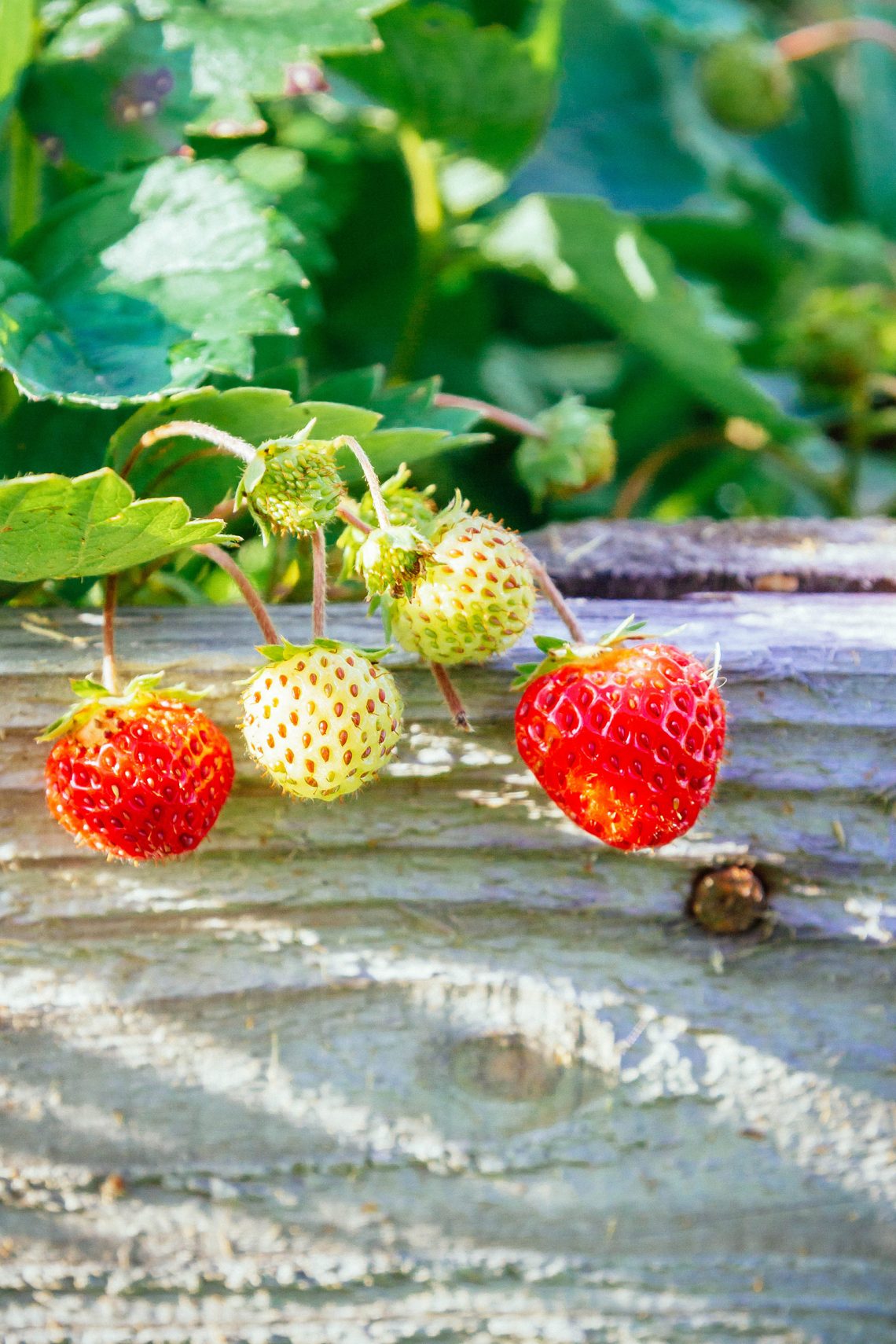 How Far Apart to Plant Strawberries for the Biggest, Juiciest Berries ...
