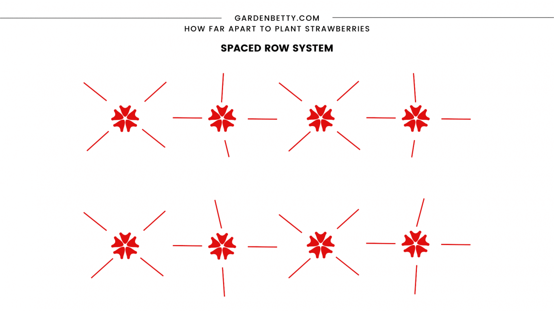 How Far Apart to Plant Strawberries for the Biggest, Juiciest Berries ...