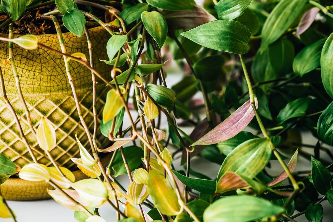 Wandering Jew Care: How to Grow a Flourishing Inch Plant (Tradescantia ...