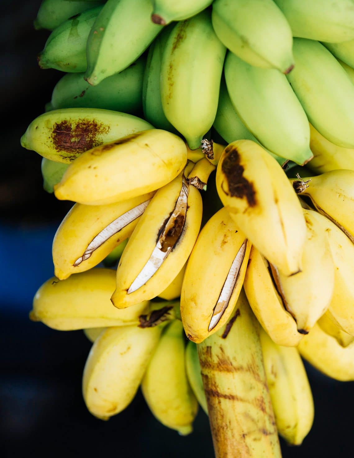Why Bananas Split Open By Themselves - Garden Betty