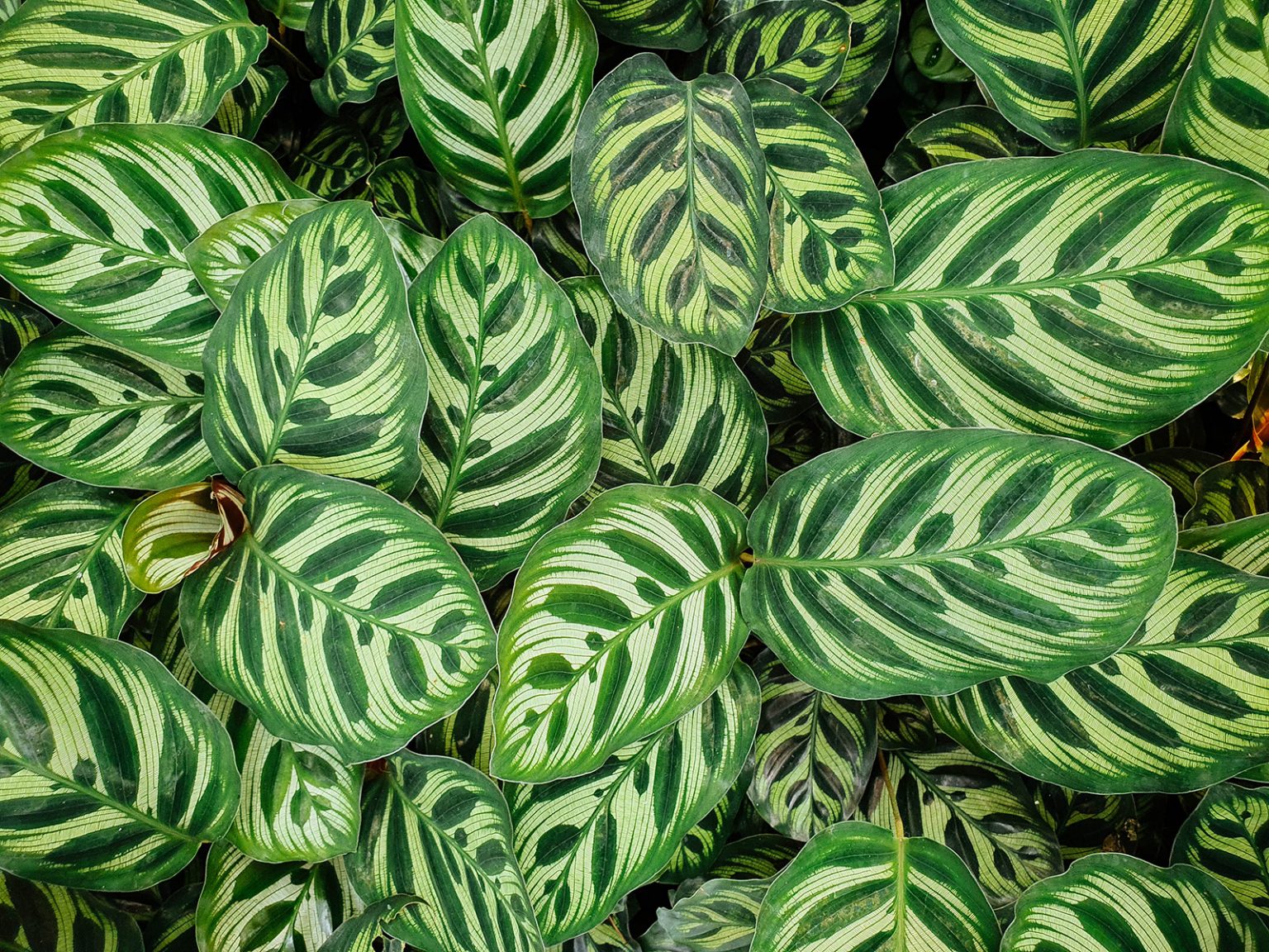 A Simple Guide to Growing Calathea Makoyana (Peacock Plant) - Garden Betty