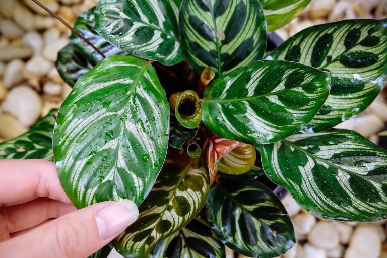 A Simple Guide to Growing Calathea Makoyana (Peacock Plant) - Garden Betty