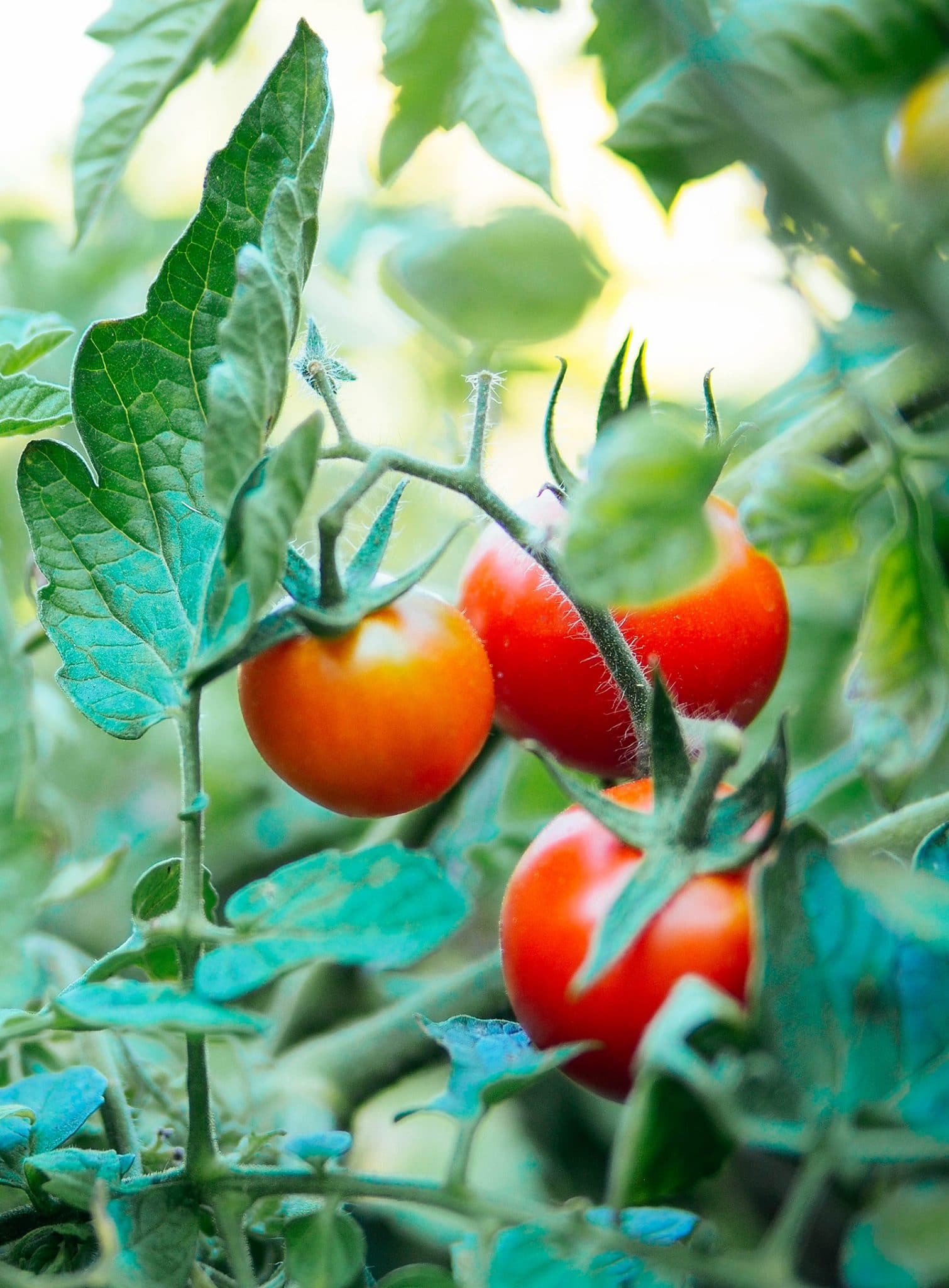 Why You Should Grow Your Own Food: 8 Research-Backed Reasons - Garden Betty