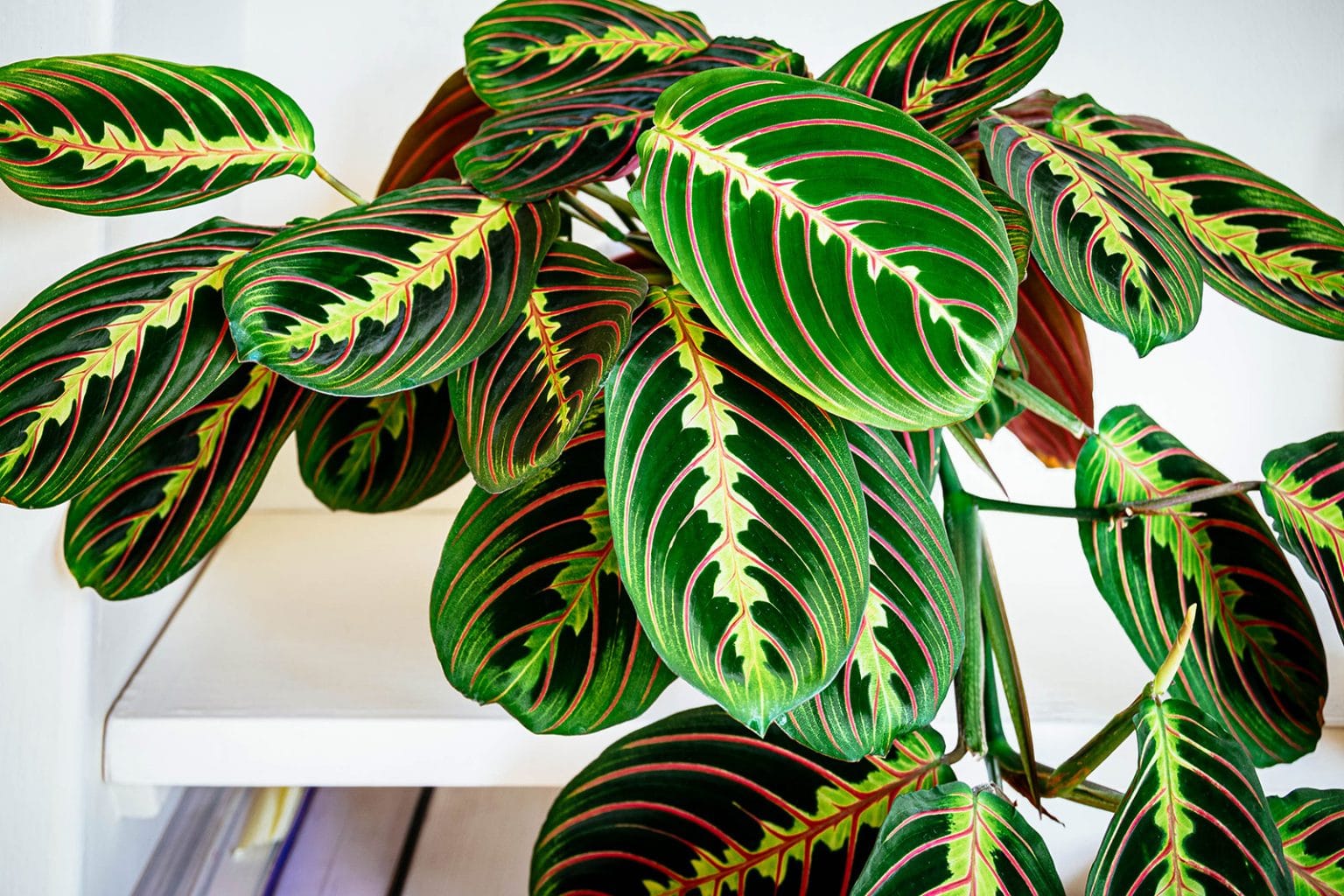 Prayer Plant Care for Beginners: How to Keep Maranta Leuconeura Healthy ...