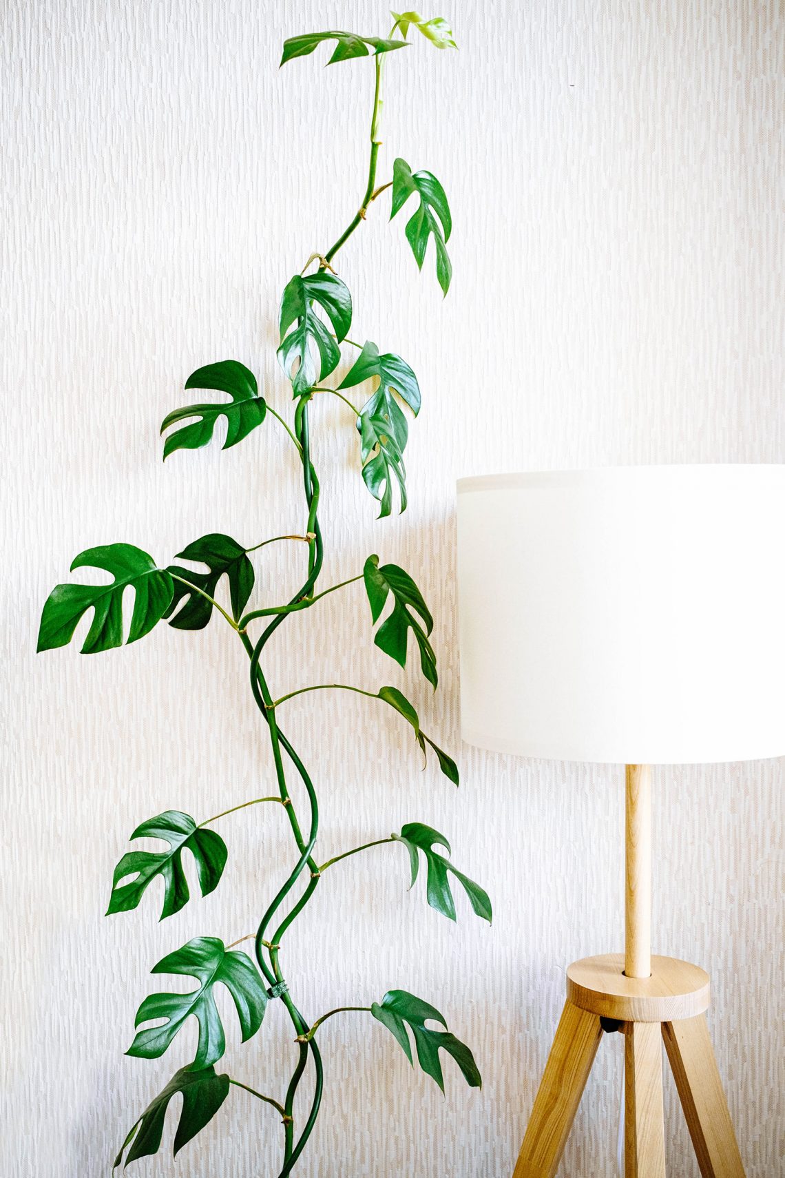 Move Aside, Monstera: Rhaphidophora Tetrasperma Is the Split-Leaf ...