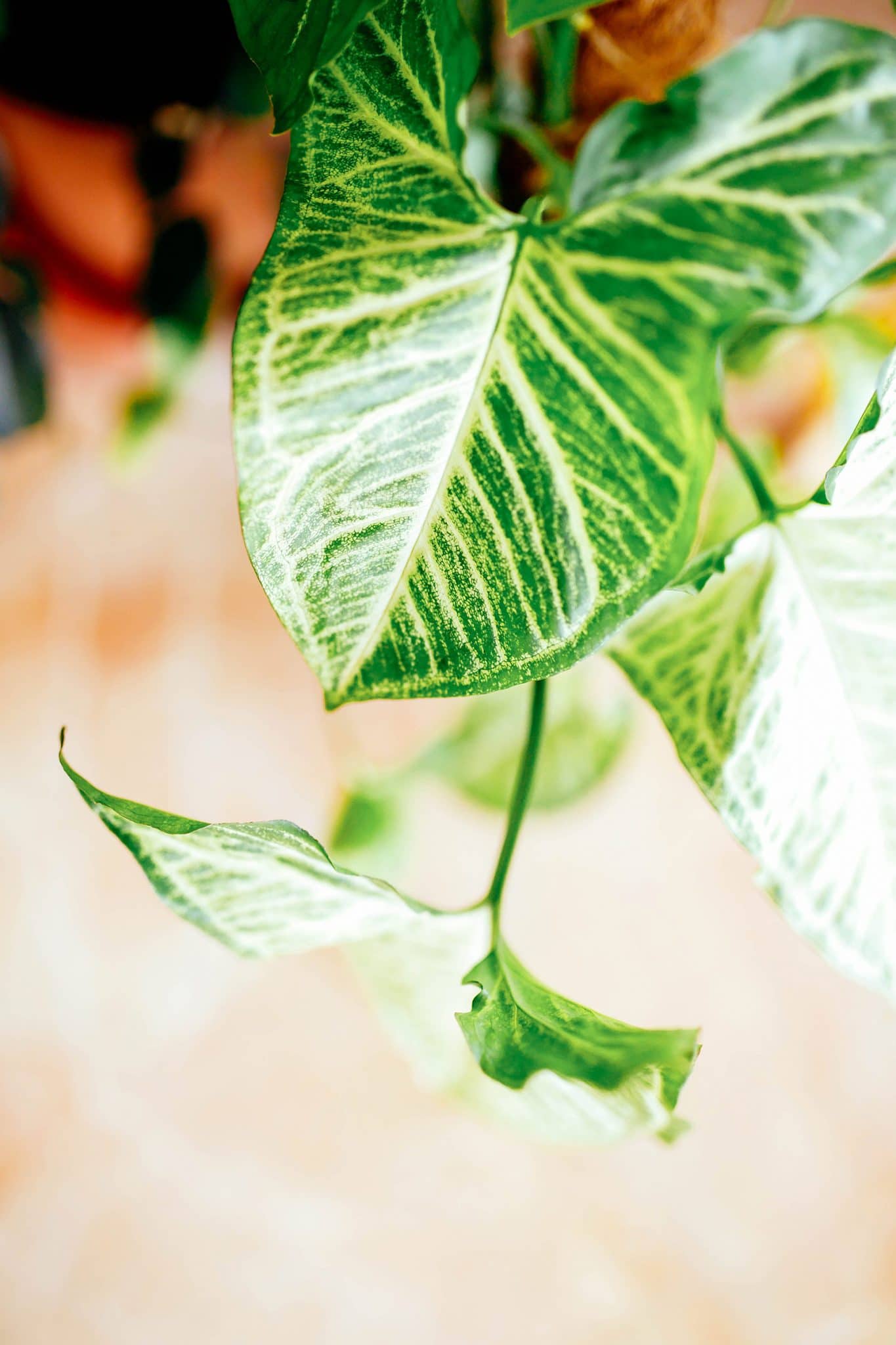 Simple Tips for Arrowhead Plant Care (Syngonium Podophyllum) - Garden Betty